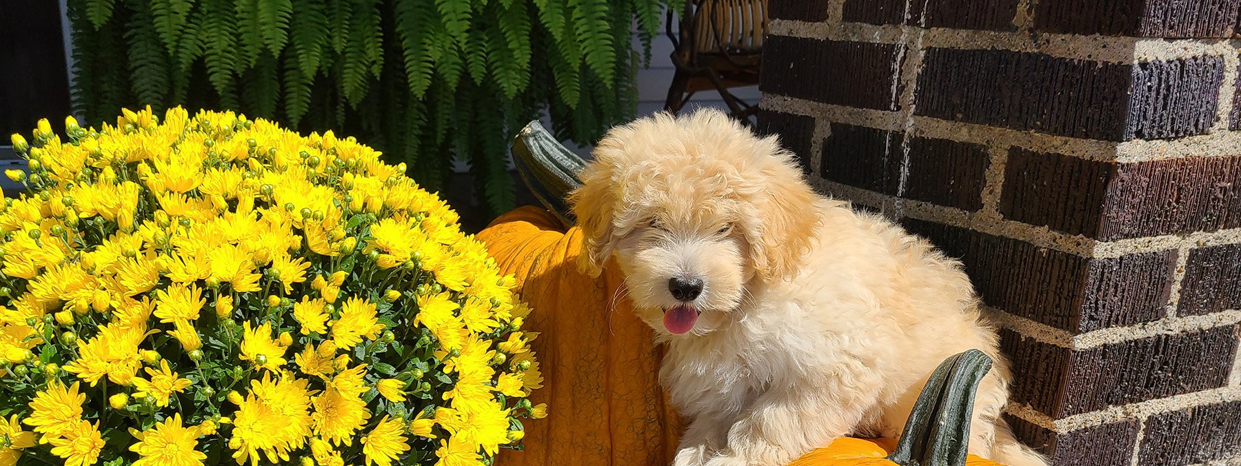 Eskipoo - Quiet Meadow Puppies