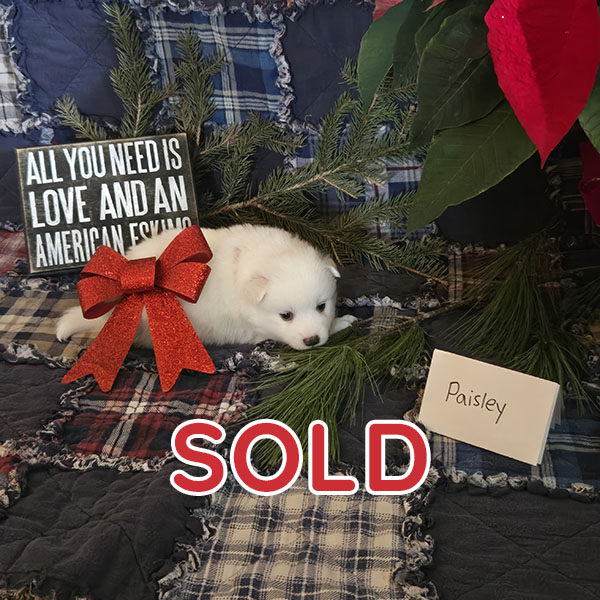 Paisley - Quiet Meadow Puppies